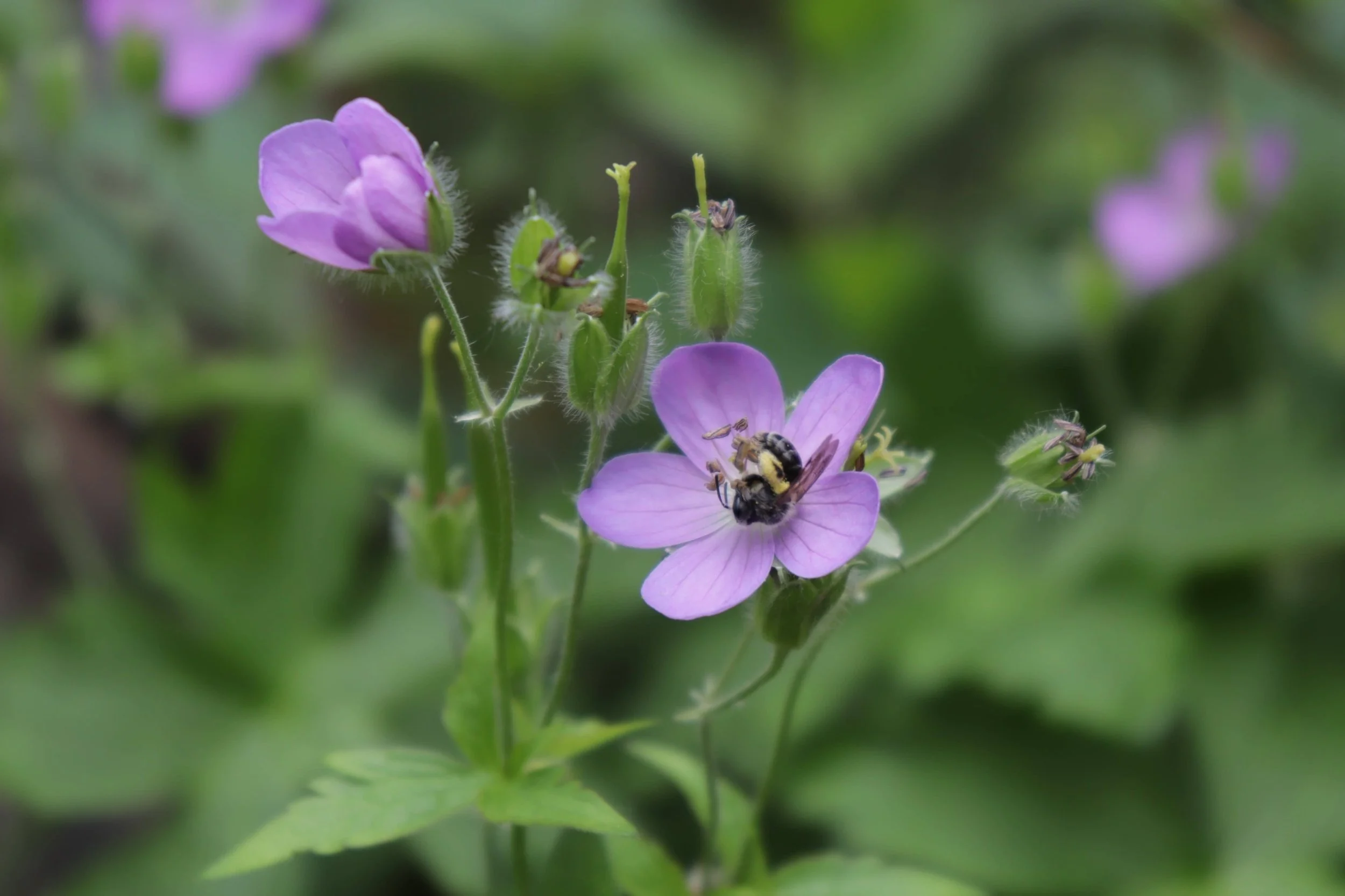 Early Spring Blooming Native Plants | In Our Nature — In Our Nature