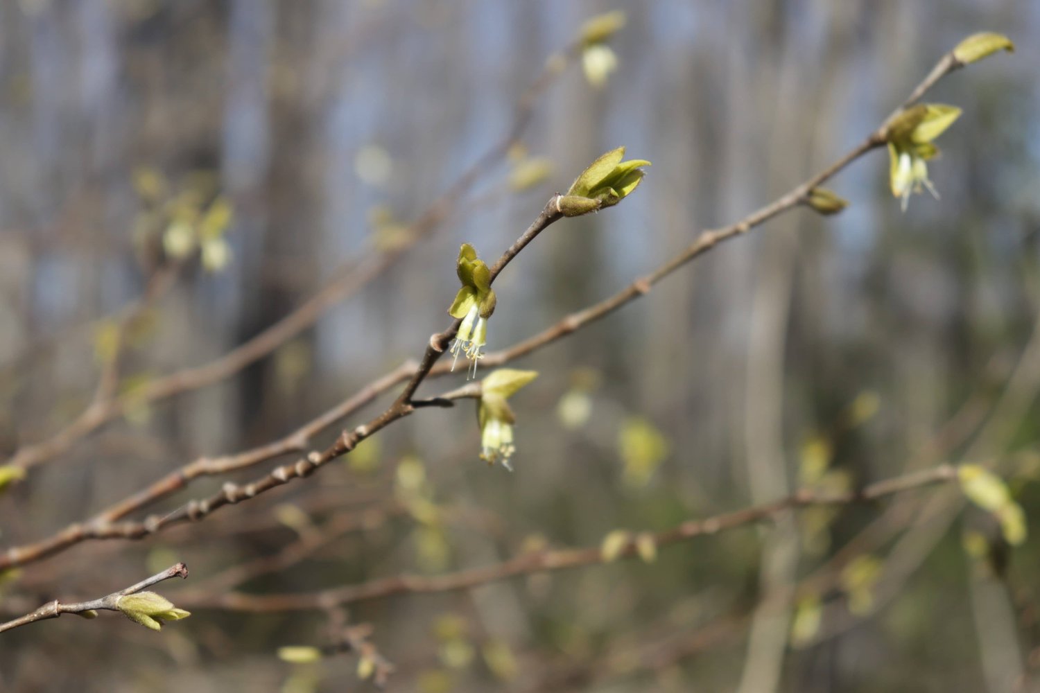 Early Spring Blooming Native Plants — In Our Nature
