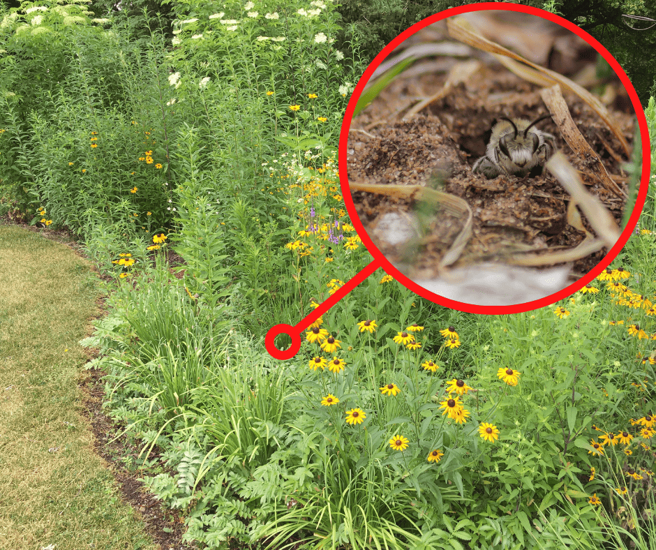 Pollinator Garden Design Tips — In Our Nature