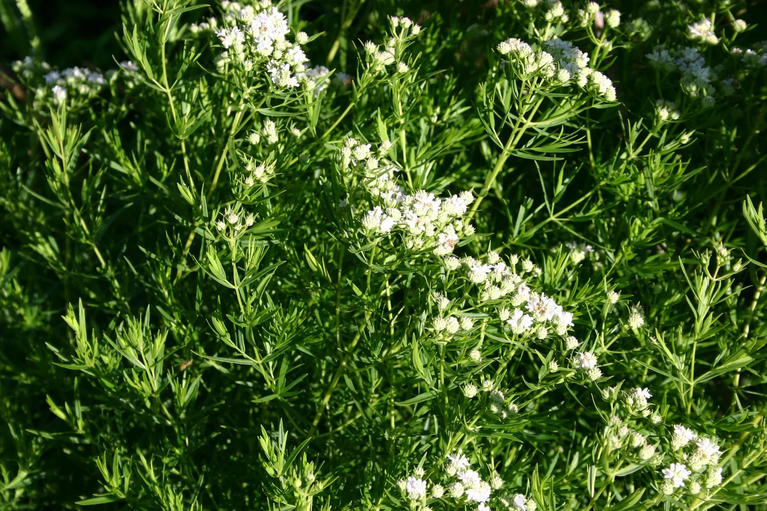 Growing Ontario Native Mountain Mints — In Our Nature