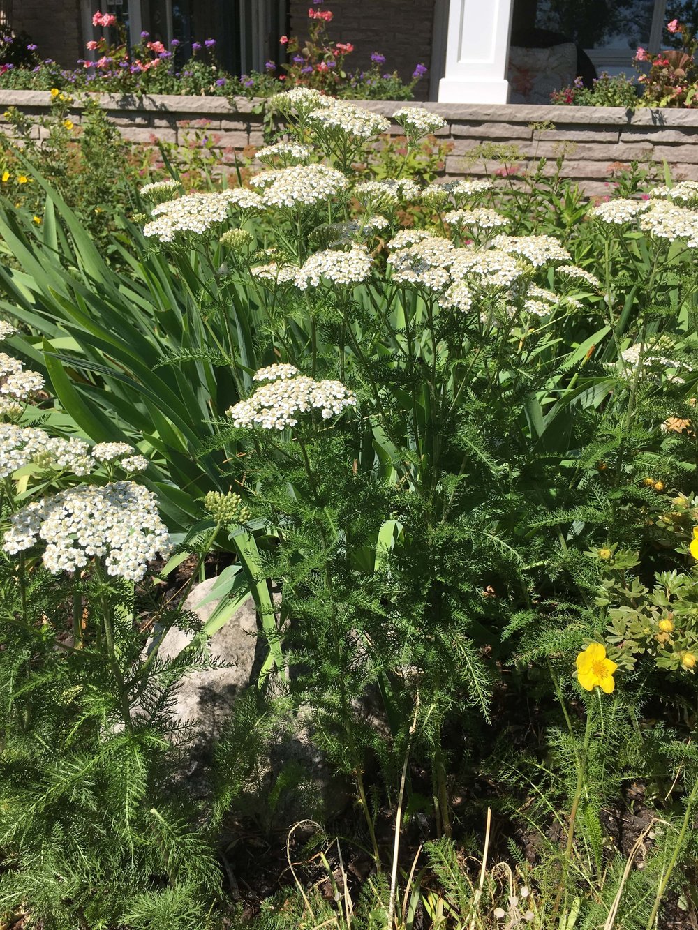 Deer & Rabbit Resistant Native Plants — In Our Nature