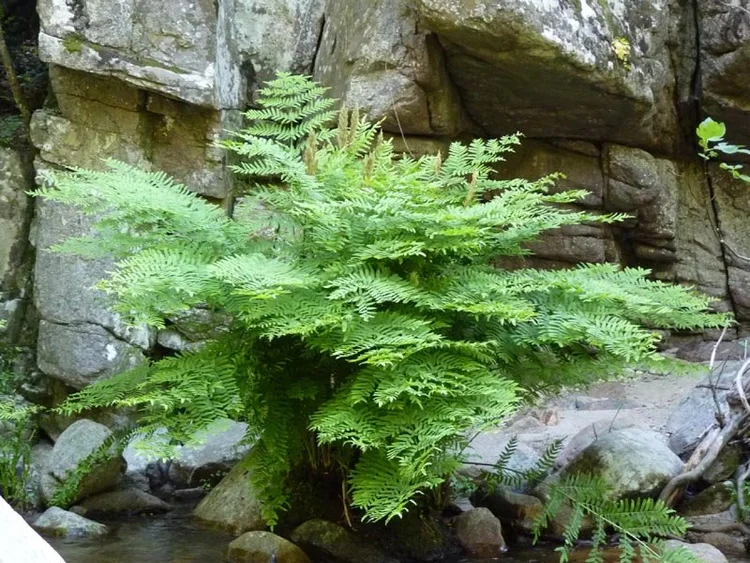 Top 12 Native Ferns For Ontario Gardens — In Our Nature