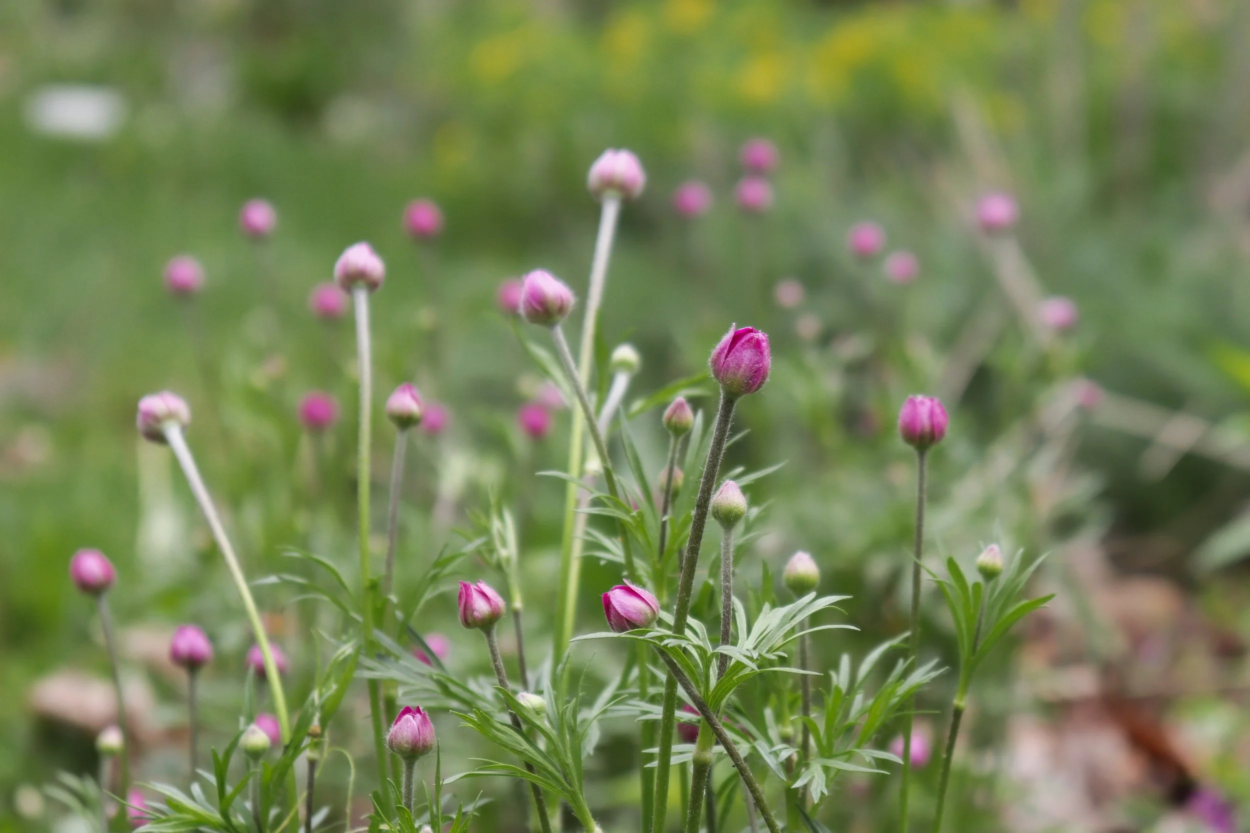 Best Ontario native plants for rock gardens & shallow soil — In Our Nature