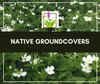 Ontario Native Violets — In Our Nature