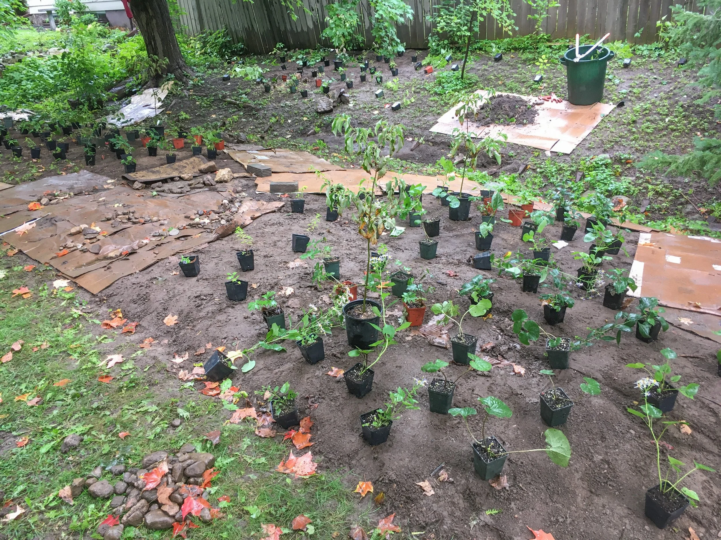 Native Plant Nursery | Natural Garden Design | In Our Nature