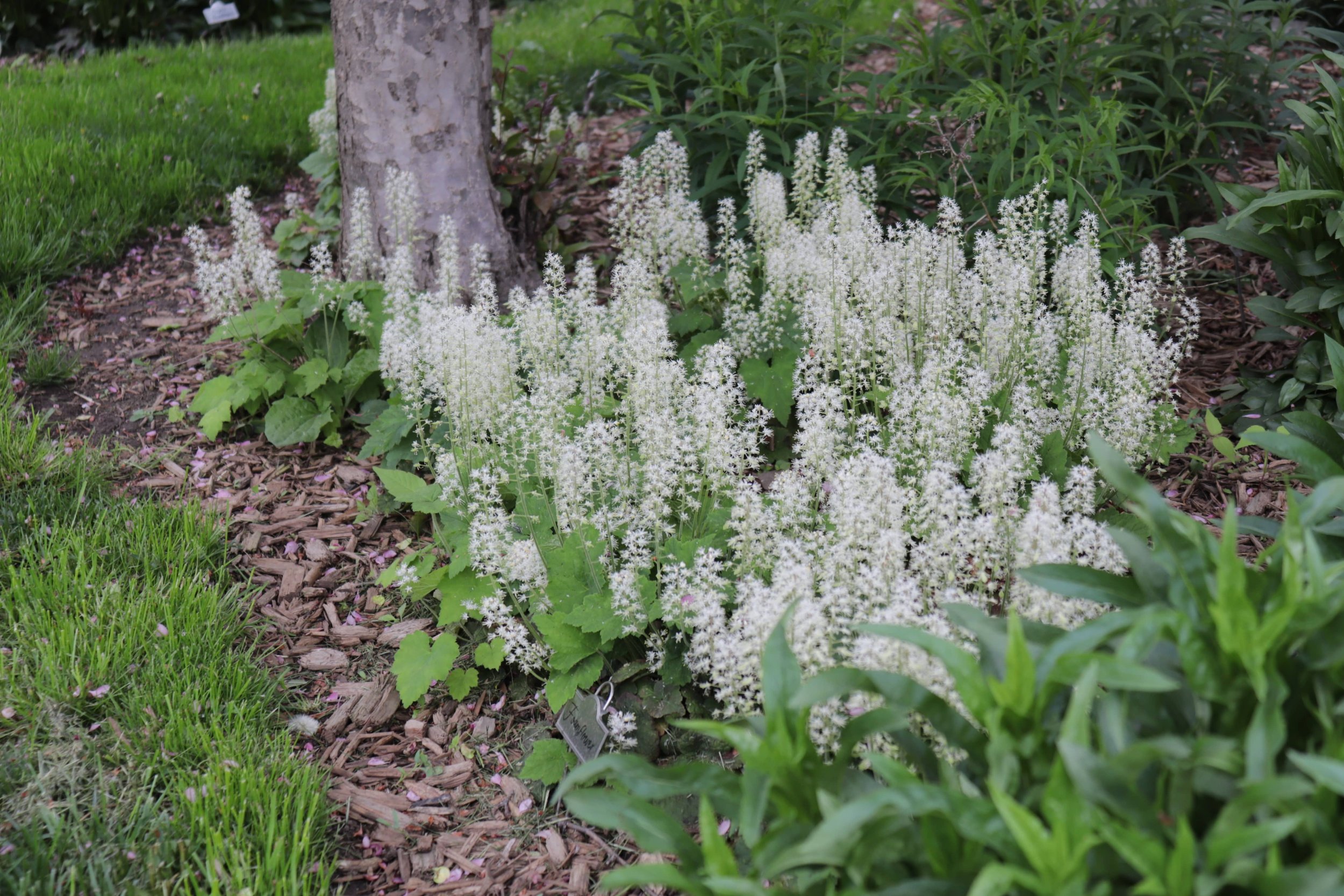 Early Spring Blooming Native Plants | In Our Nature — In Our Nature