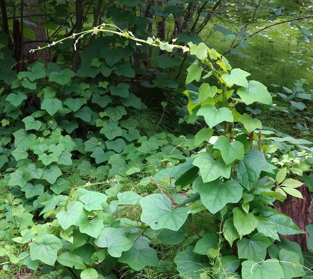 12 Native Vines For Ontario Gardens — In Our Nature