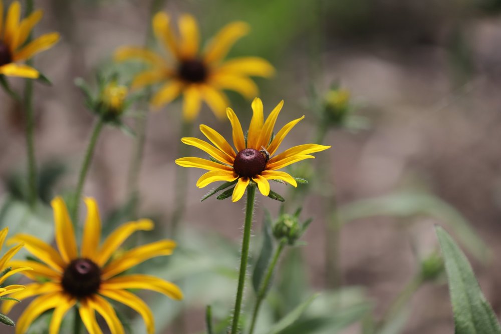 Best Ontario Native Plants For Clay Soil — In Our Nature