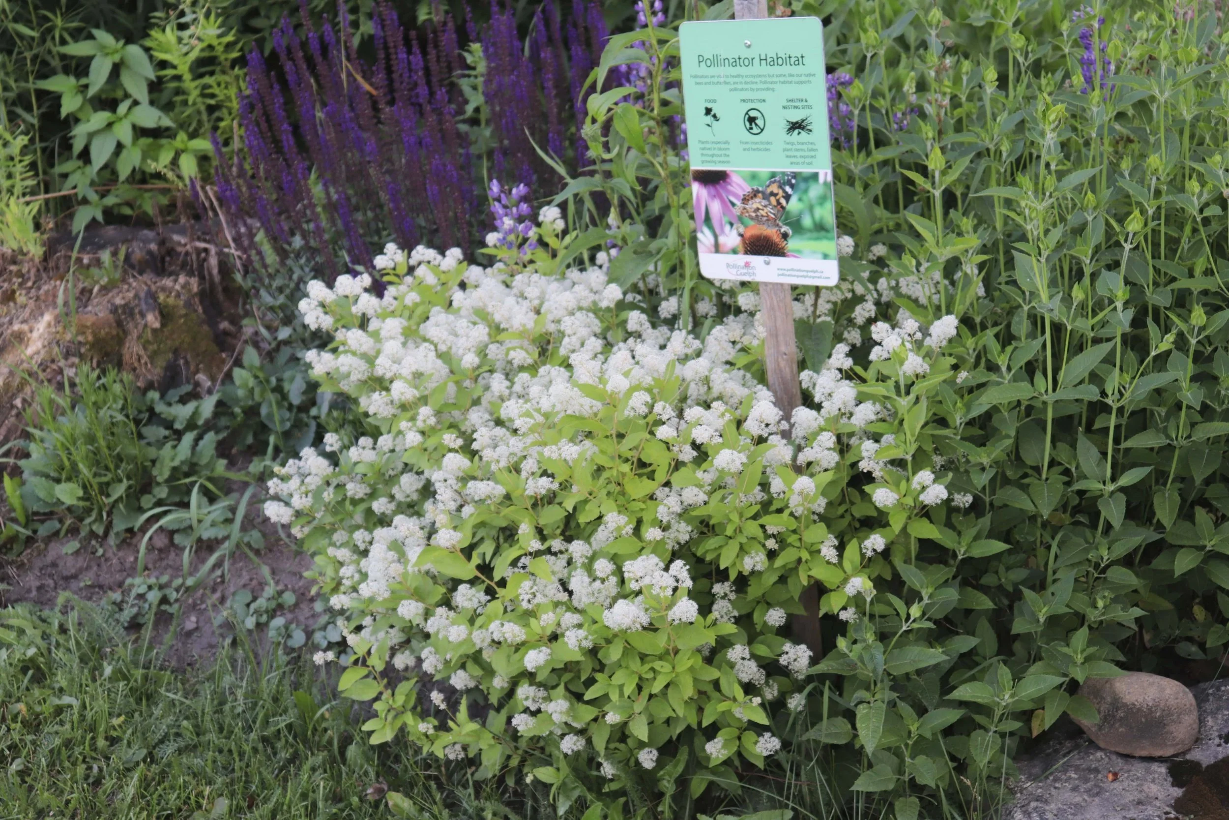 Top Drought Tolerant Native Plants | Ontario — In Our Nature