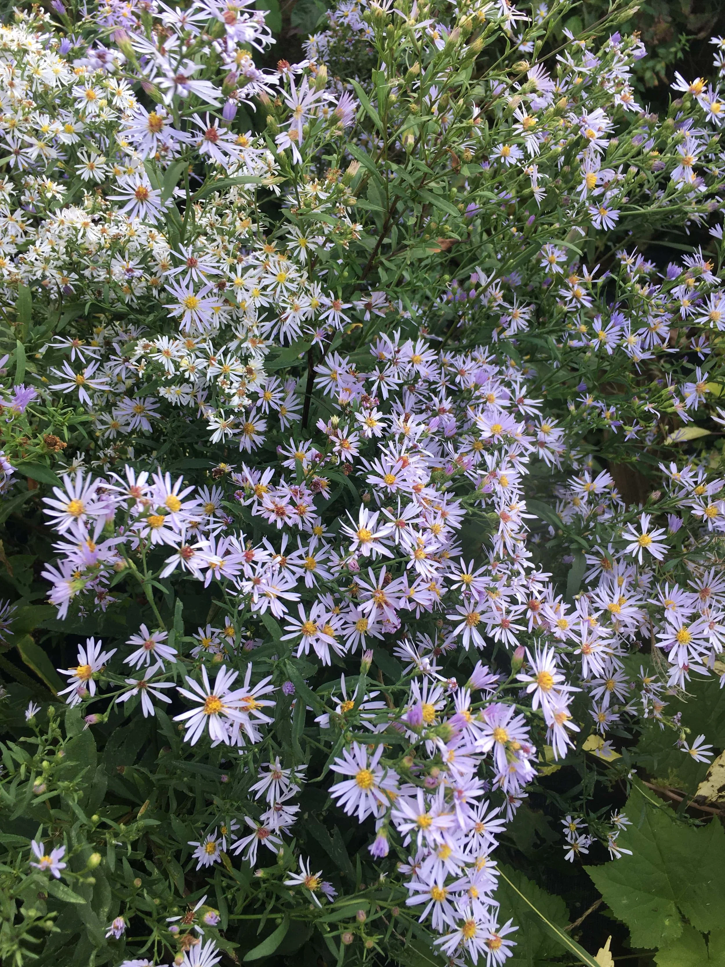 Native Asters for Ontario Gardens | In Our Nature — In Our Nature