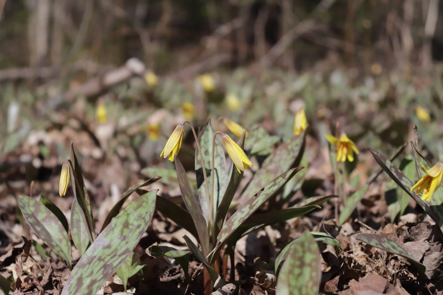 Pollinator Garden Design Tips — In Our Nature