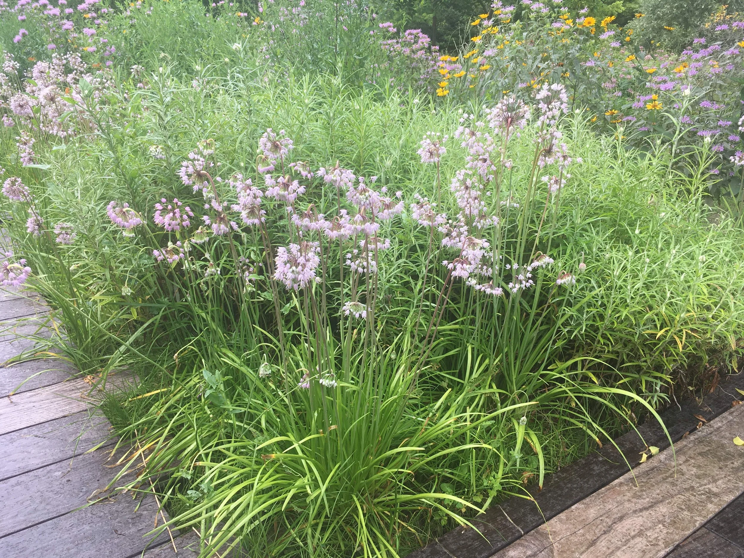 Deer & Rabbit Resistant Native Plants — In Our Nature