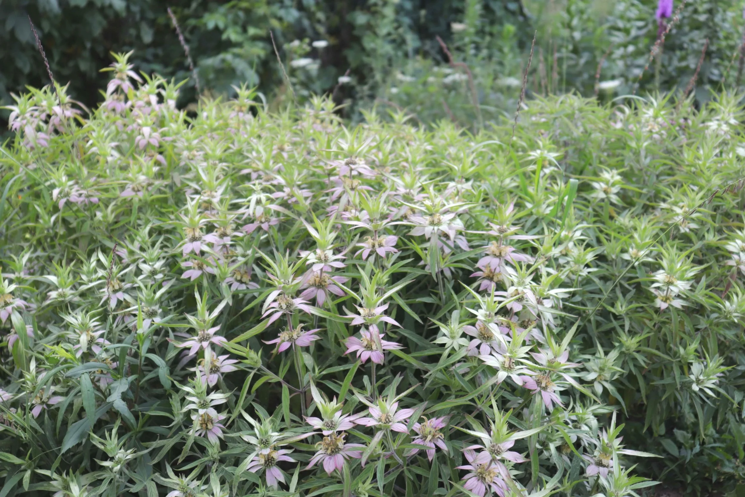 Top Drought Tolerant Native Plants | Ontario — In Our Nature