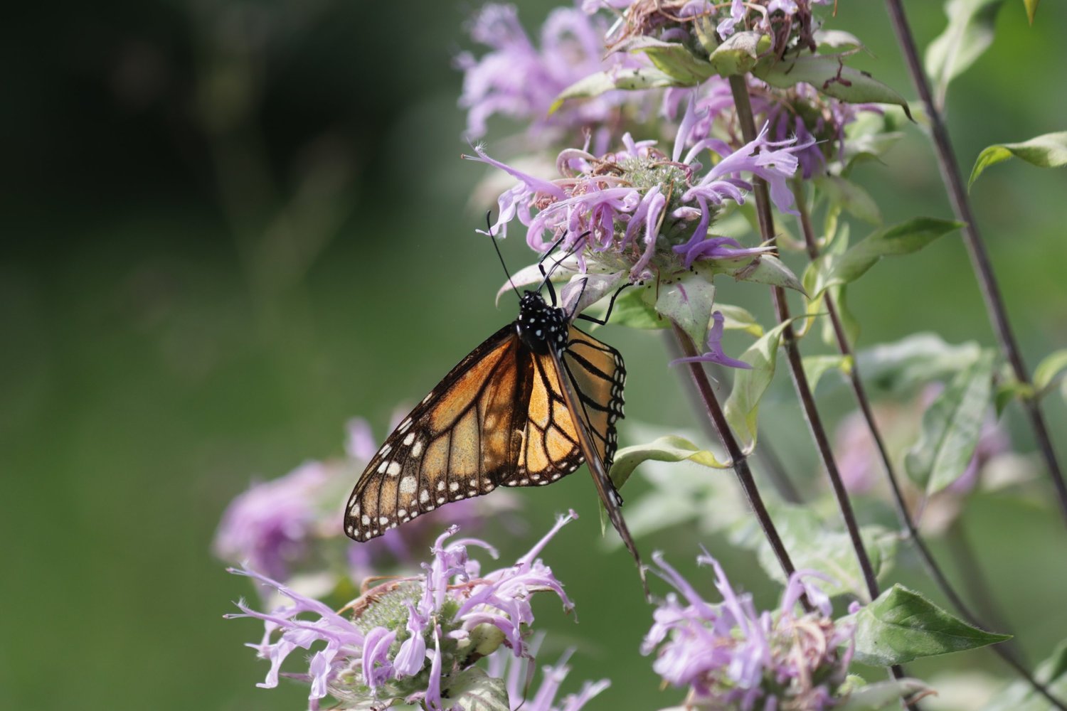 Best Ontario Native Plants For Clay Soil — In Our Nature