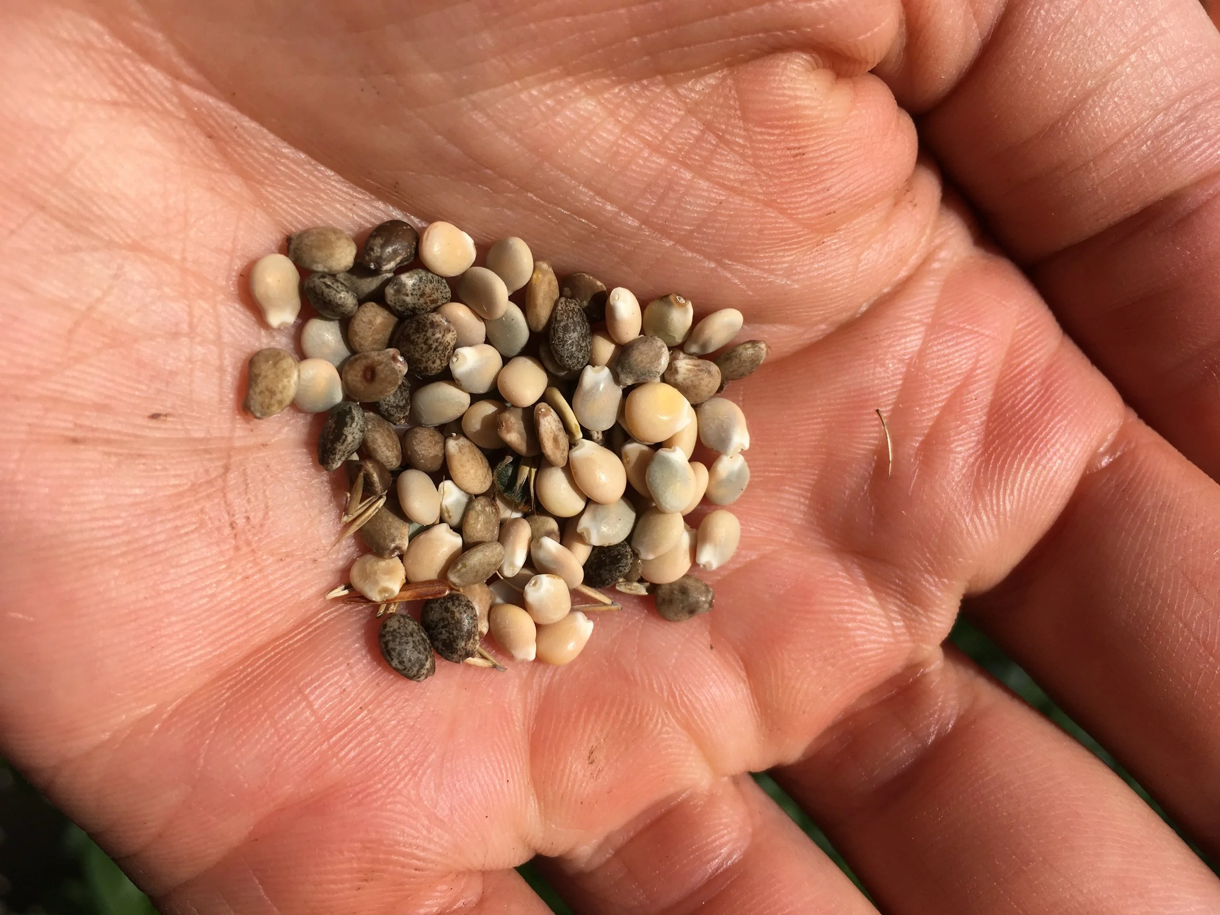 Natural Garden Design | Native Plant Nursery | In Our Nature