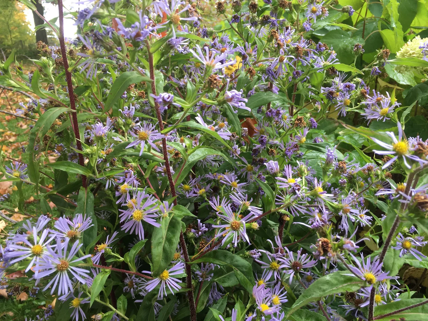 Native Asters for Ontario Gardens | In Our Nature — In Our Nature