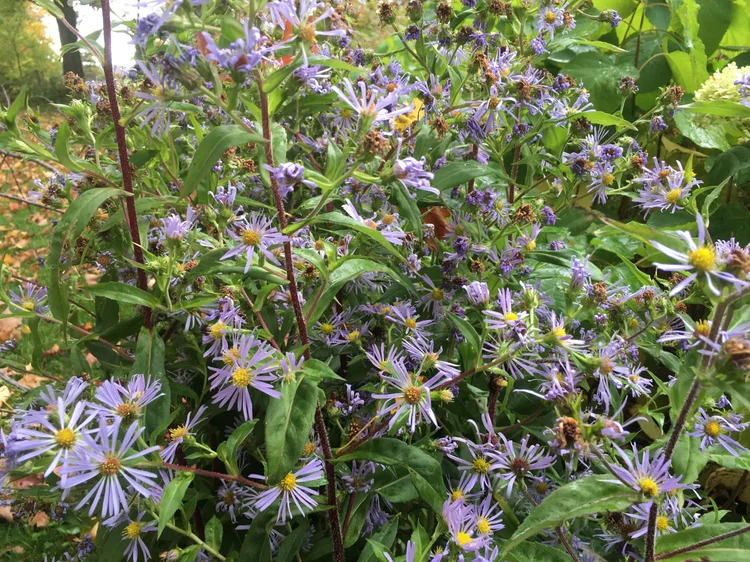 Native Asters for Ontario Gardens | In Our Nature — In Our Nature