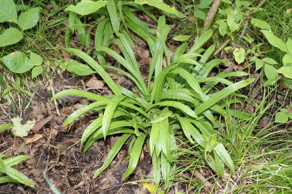 Top Native Sedges For Your Garden — In Our Nature