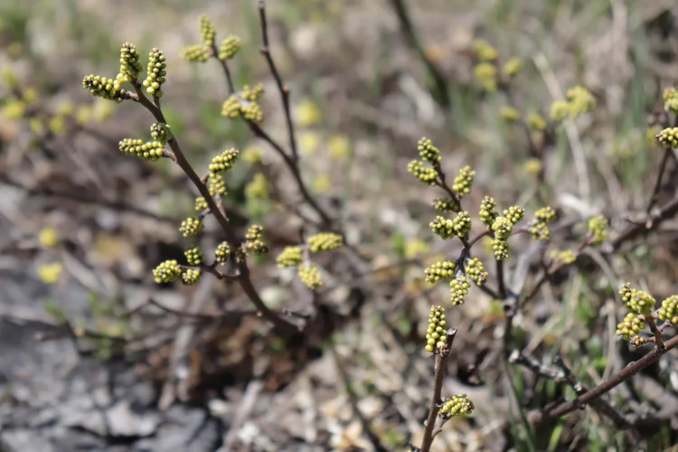 Early Spring Blooming Native Plants — In Our Nature