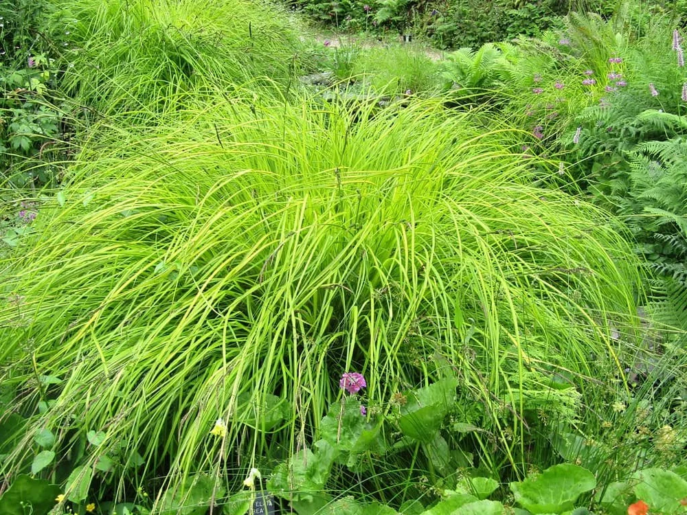 Top Native Sedges For Your Garden — In Our Nature
