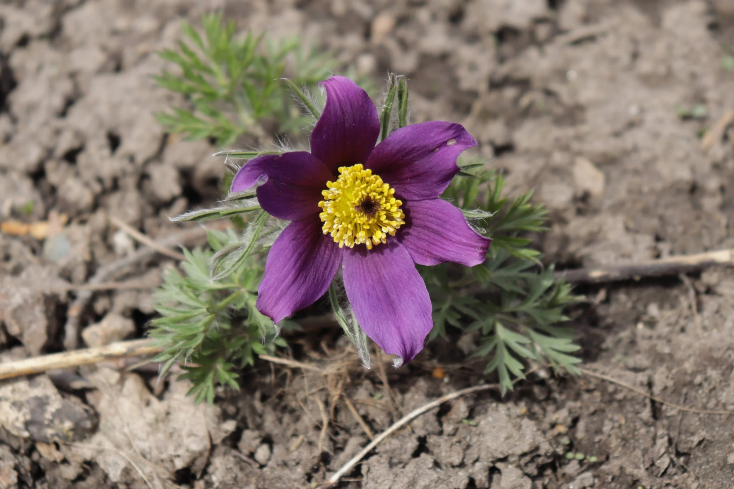 Early Spring Blooming Native Plants | In Our Nature — In Our Nature