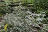 Native Asters for Ontario Gardens | In Our Nature — In Our Nature