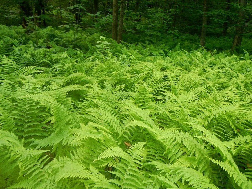 Top 12 Native Ferns For Ontario Gardens — In Our Nature