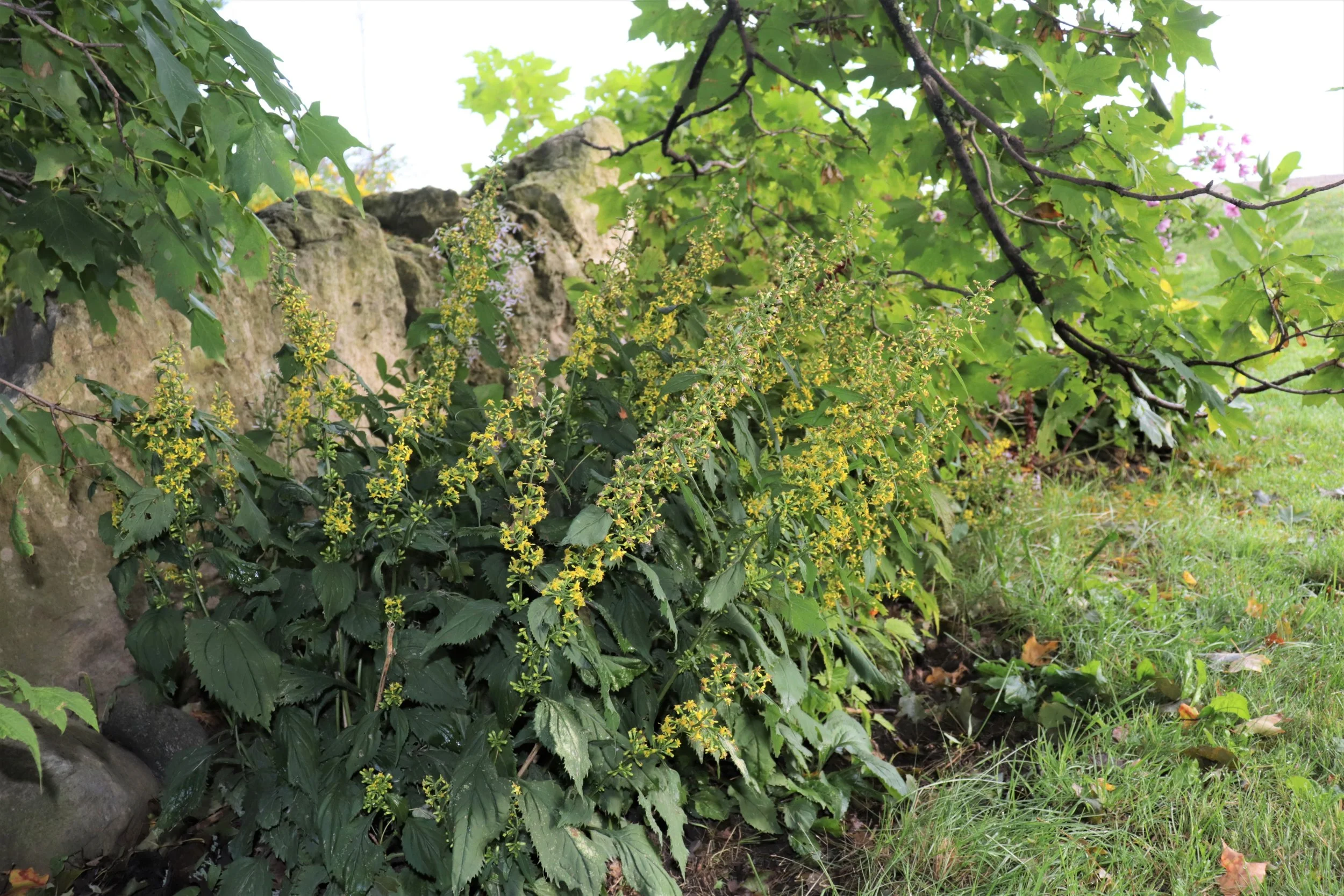 Native Plants for Boulevard Gardens | In Our Nature — In Our Nature