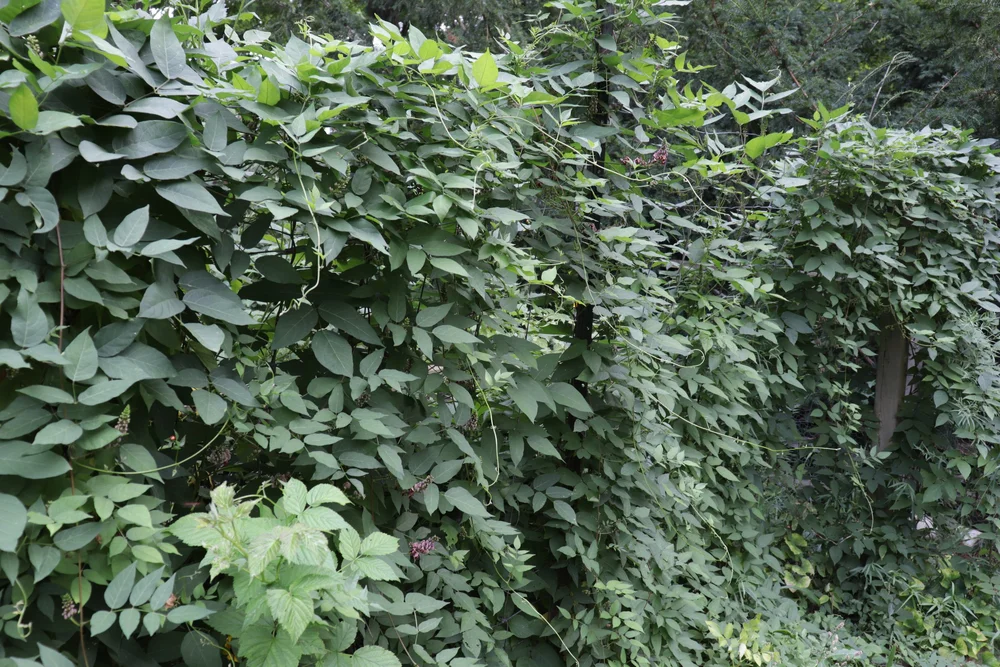 12 Native Vines For Ontario Gardens — In Our Nature