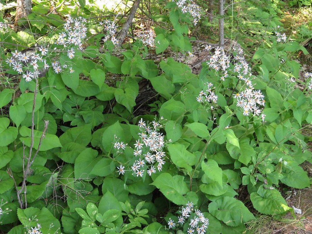 Native Asters for Ontario Gardens | In Our Nature — In Our Nature