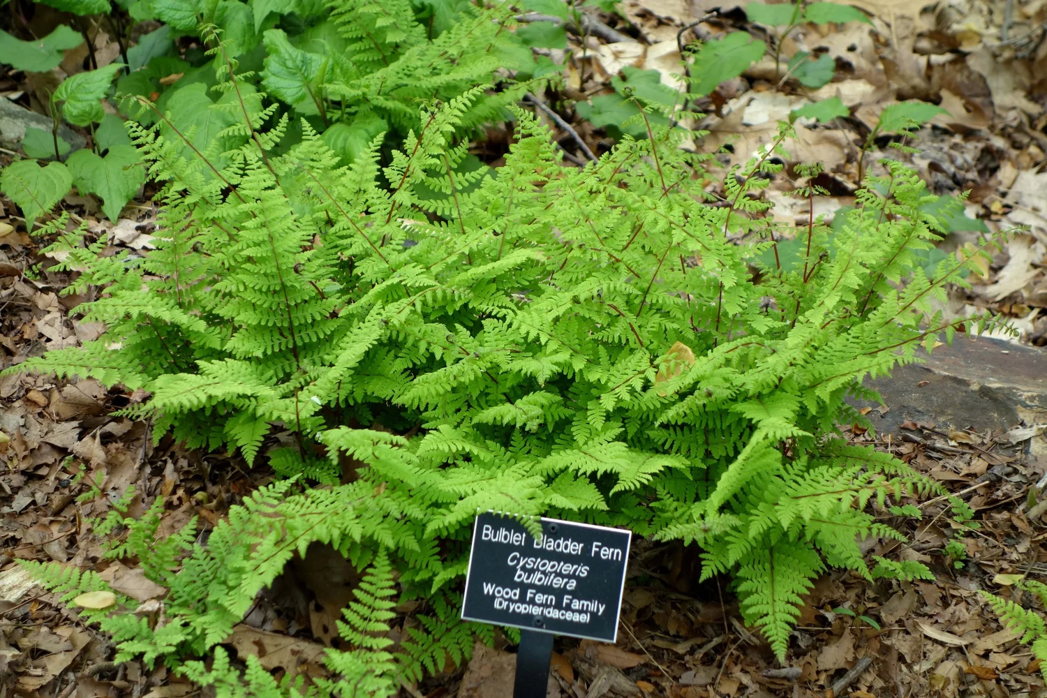 Top 12 Native Ferns For Ontario Gardens — In Our Nature