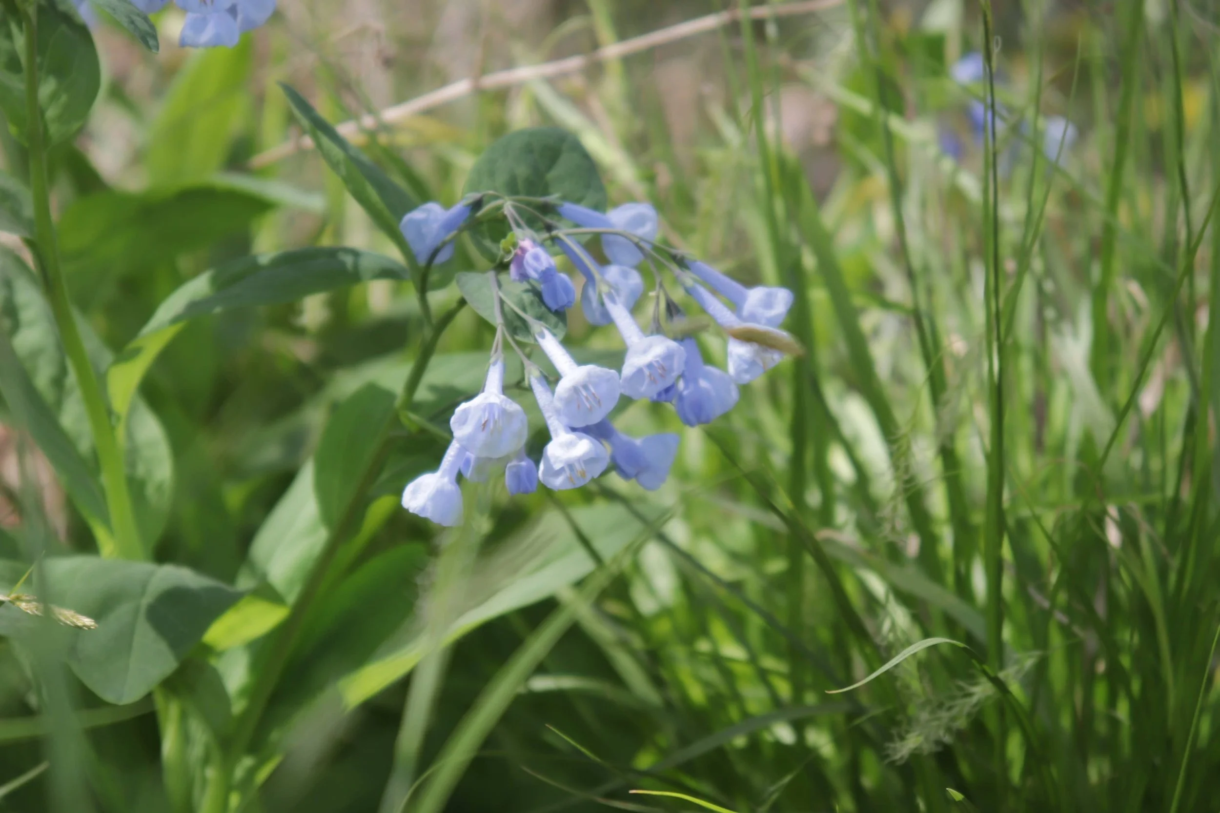 Early Spring Blooming Native Plants | In Our Nature — In Our Nature