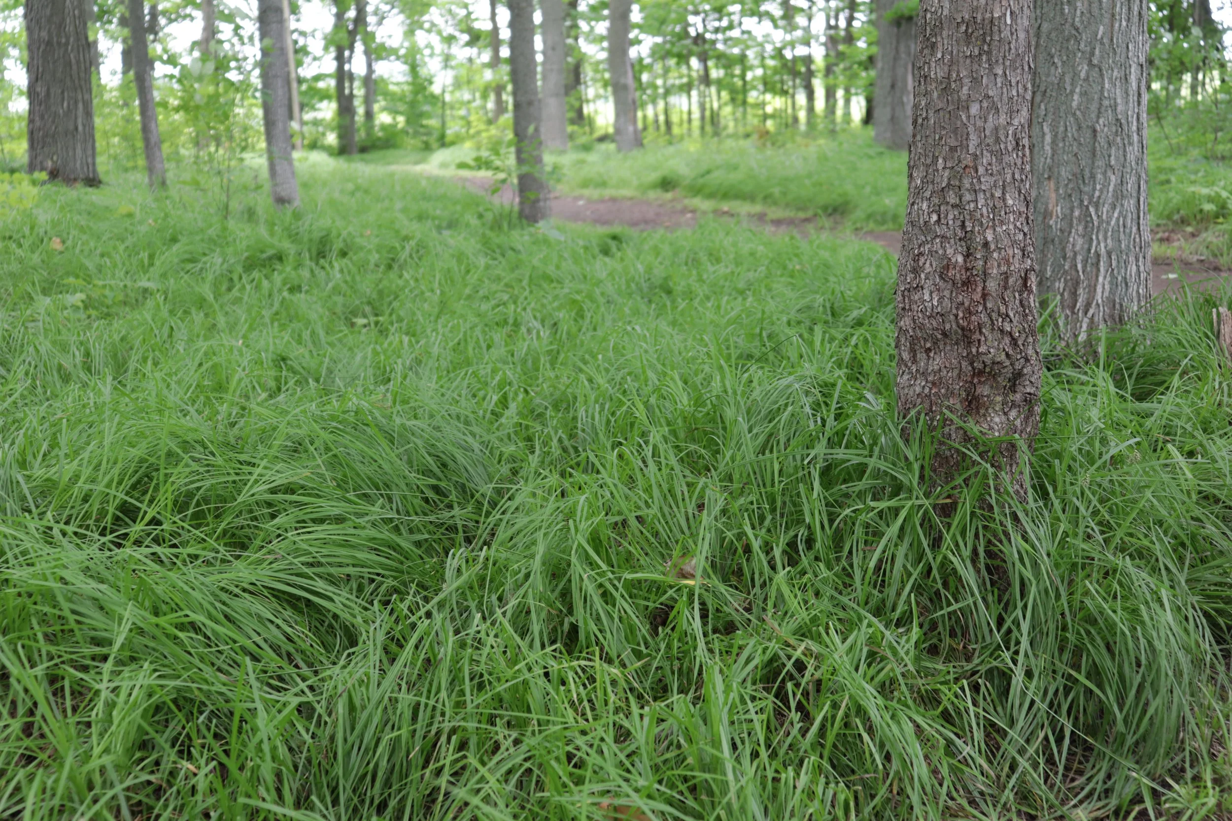 Native Groundcovers for Ontario Gardens — In Our Nature
