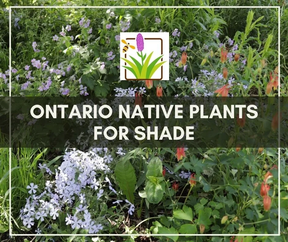 Walnut Tolerant Native Plants | In Our Nature — In Our Nature