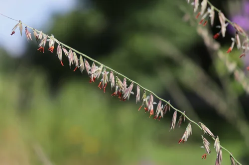 Top Native Grasses for Ontario Gardens — In Our Nature
