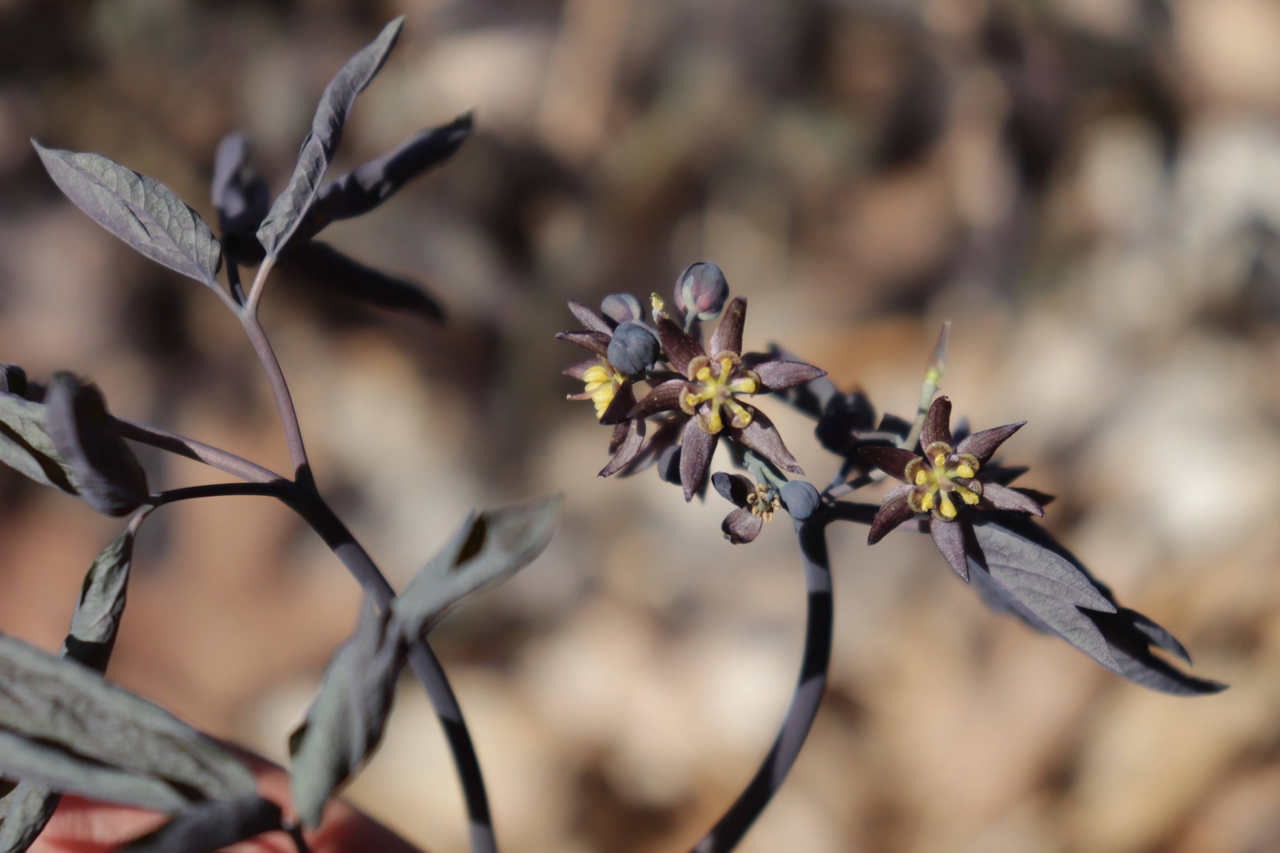 Early Spring Blooming Native Plants | In Our Nature — In Our Nature