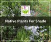 Top 12 Native Ferns For Ontario Gardens — In Our Nature