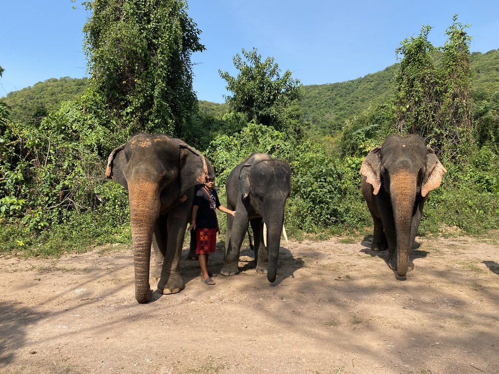 Pattaya Elephant Sanctuary — Sean's Eye View