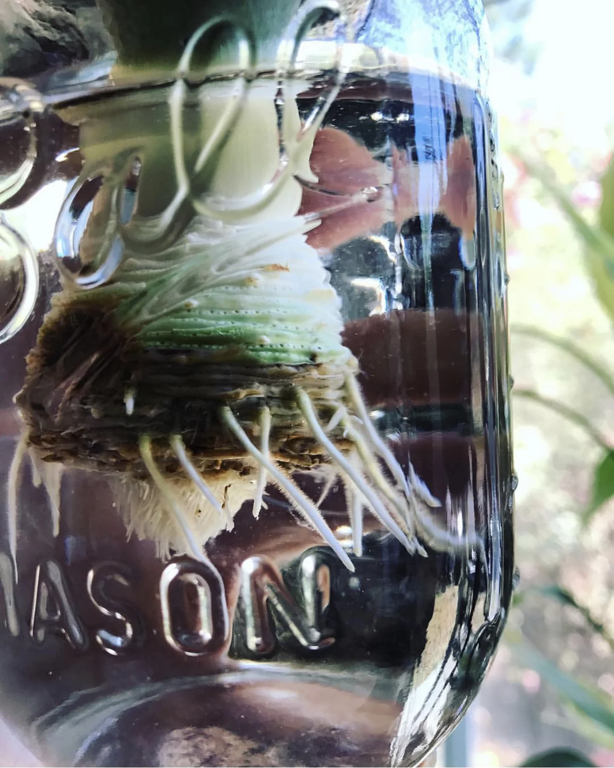 How To Regrow A Pineapple From Crown — OK, I'll Give You My Opinion!