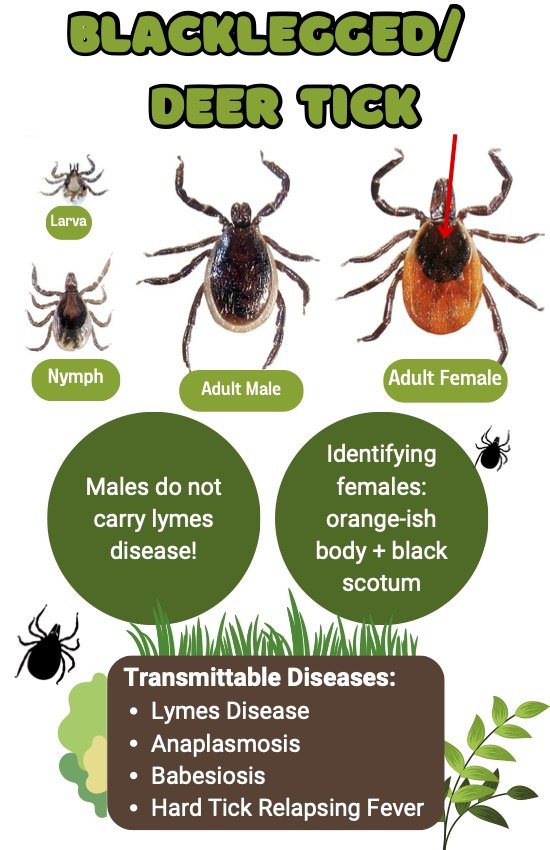 Tick Guide — Movement Education Outdoors