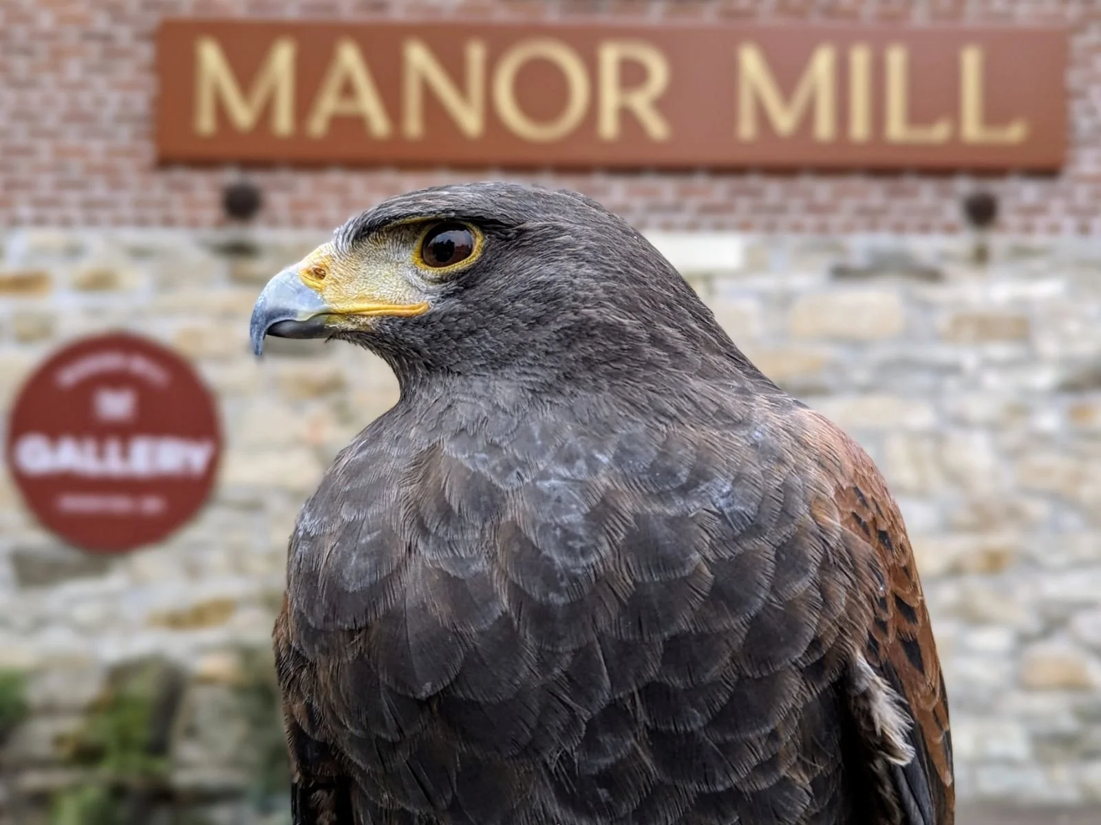 Manor Mill Newsletter - Upcoming events and things to do in Baltimore ...