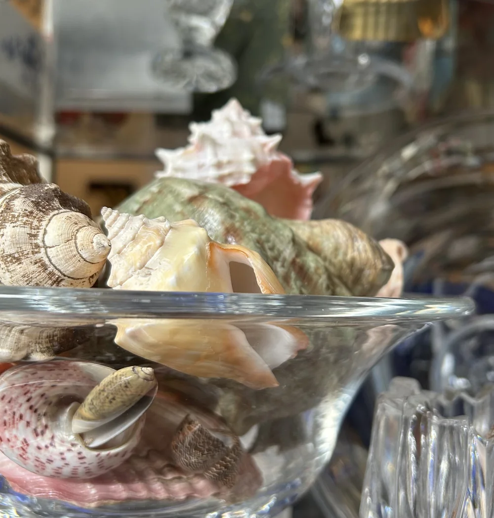 Gallery — Orcas Paley