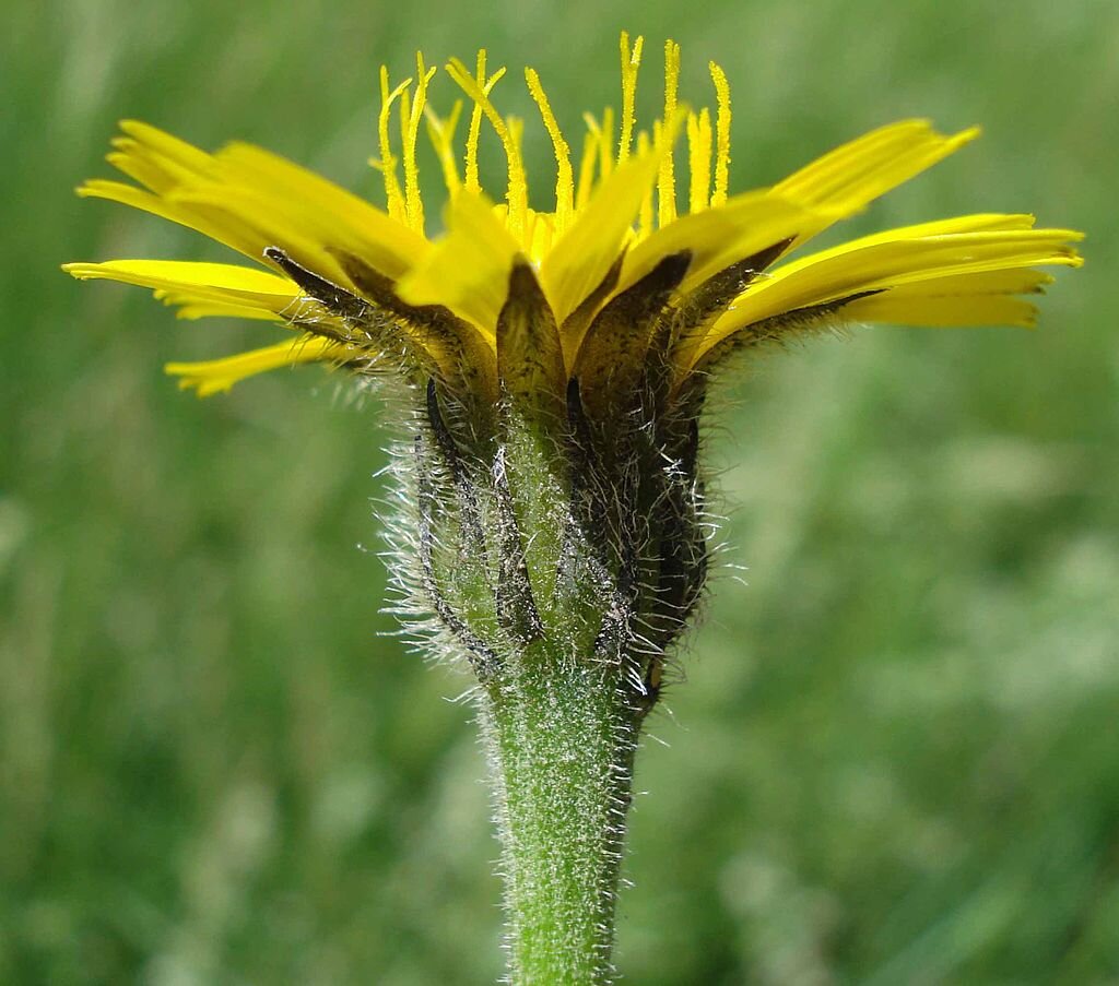 Rough Hawkbit — Beebombs Ireland