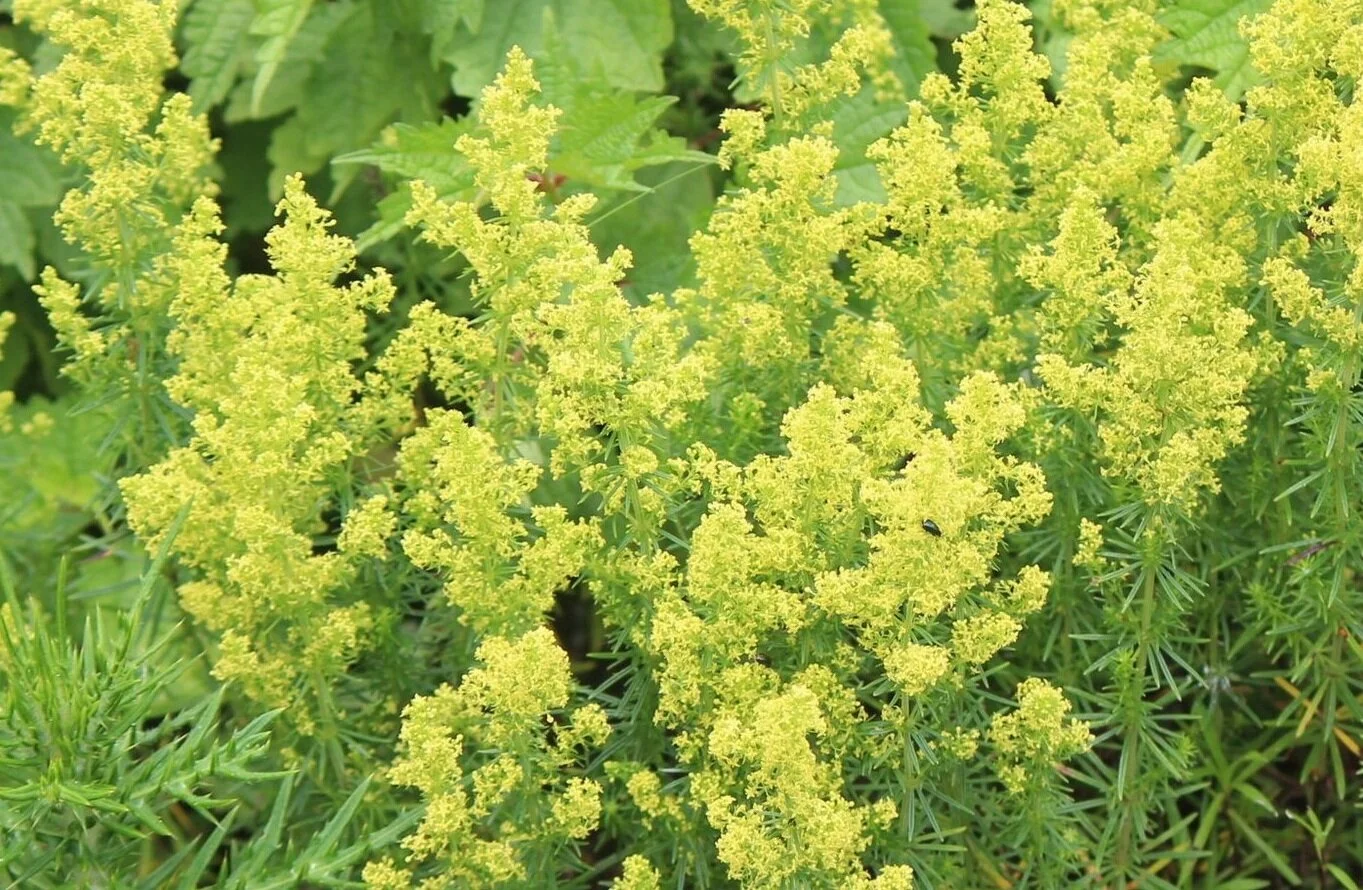 Lady’s Bedstraw — Beebombs Ireland