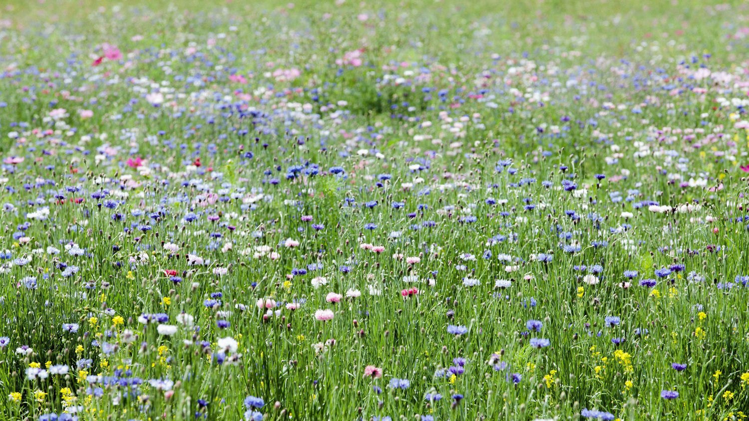 Creating a Wildflower Meadow — Beebombs Ireland