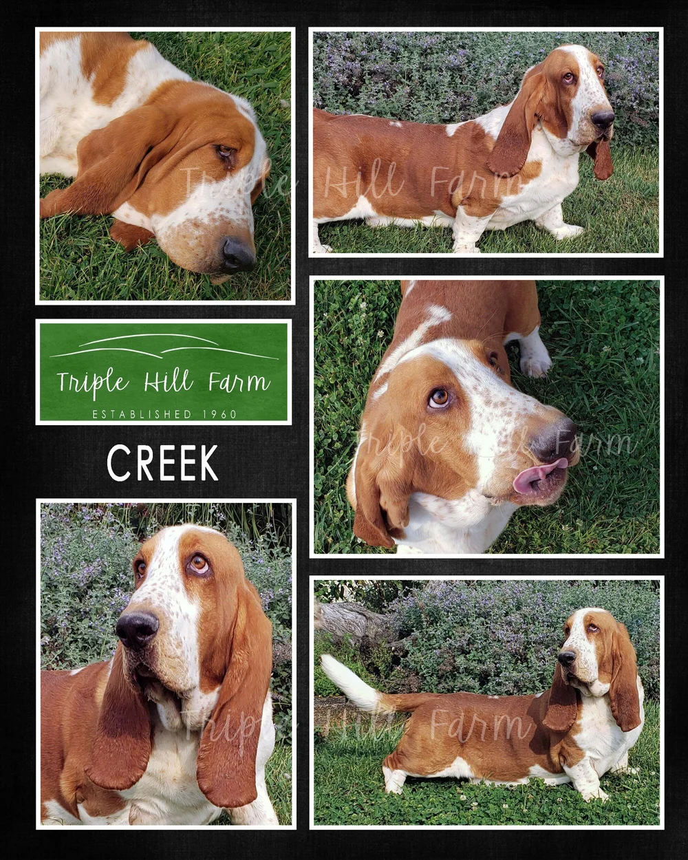 adult bassets — Triple Hill Farm Life
