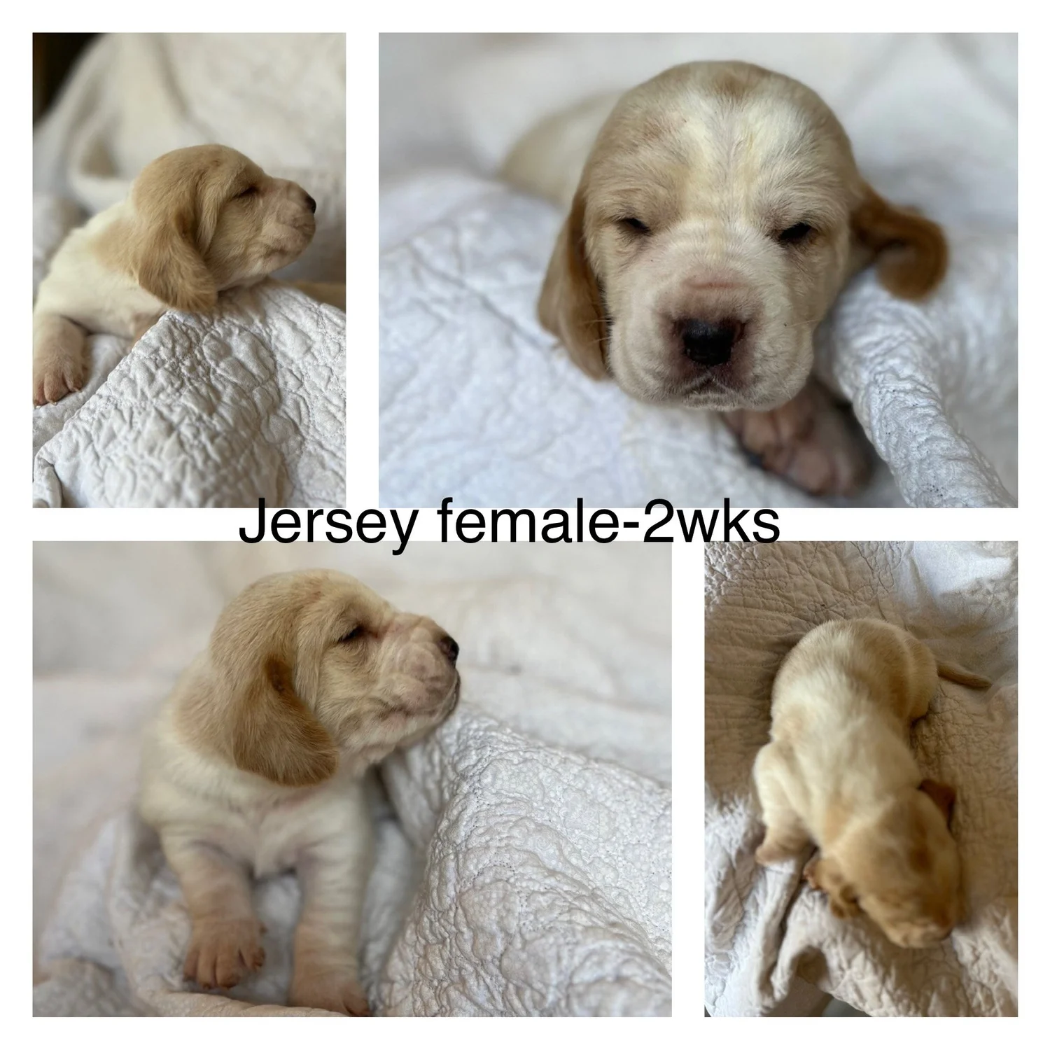 available puppies — Triple Hill Farm Life