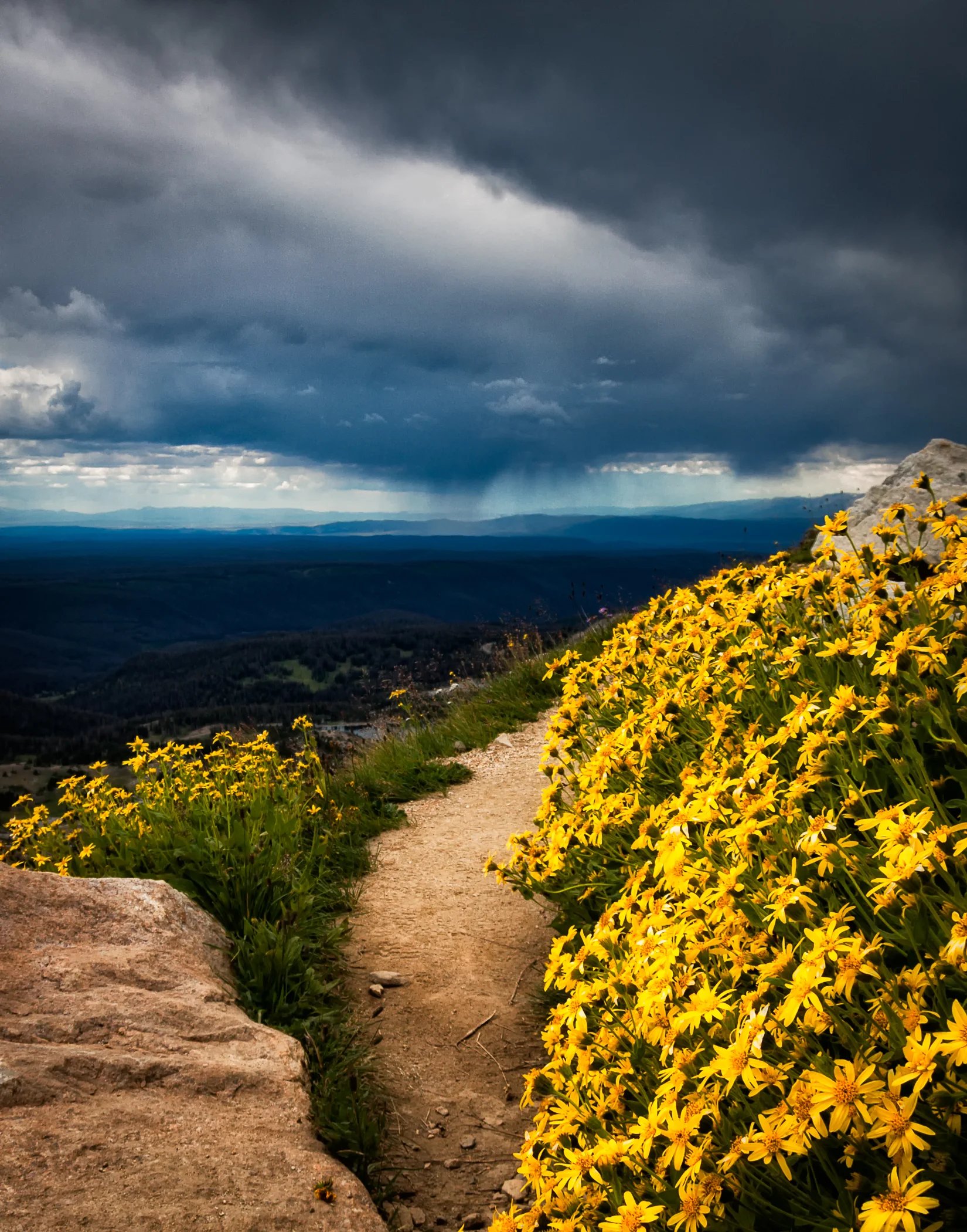 Terry Lewis Photography