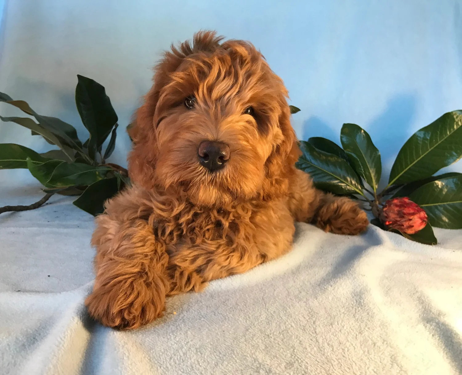 Do Labradoodles Like To Cuddle