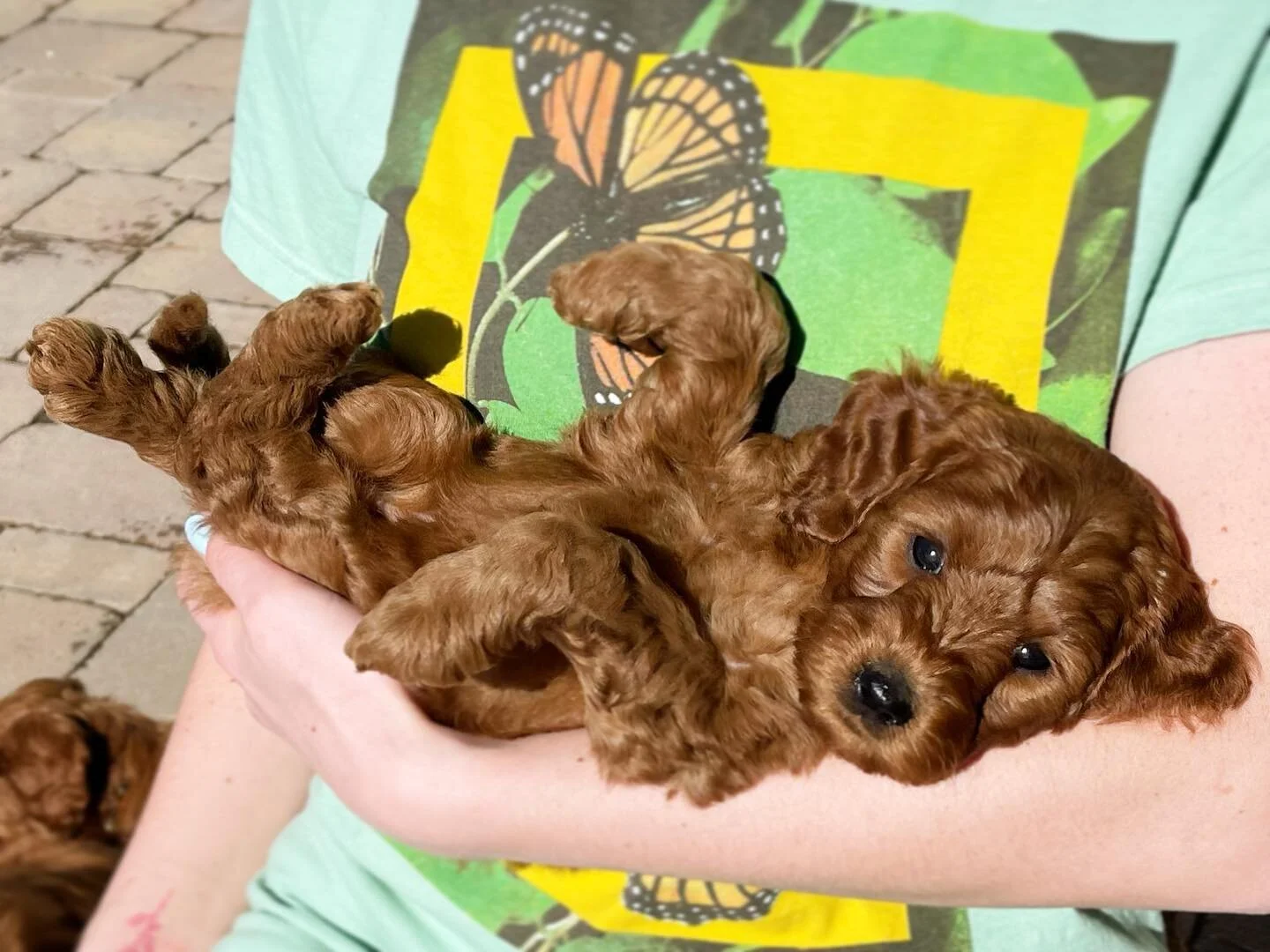 Lupine Lane Labradoodles